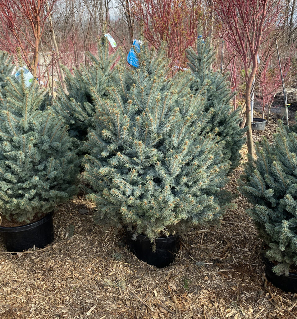 Rockland Wholesale Nursery - The Largest Wholesale Plant Nursery ...