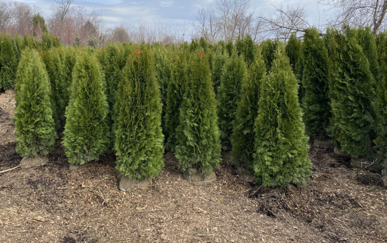 Rockland Wholesale Nursery - The Largest Wholesale Plant Nursery ...